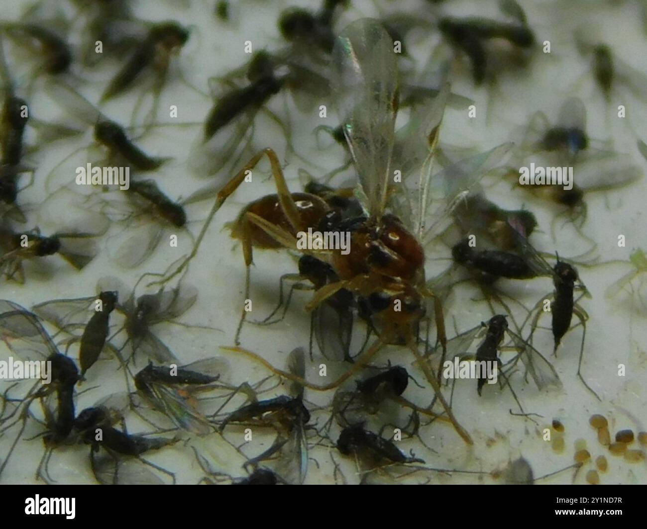 Rough-node Trap-jaw Ant (Odontomachus ruginodis) Insecta Stock Photo ...