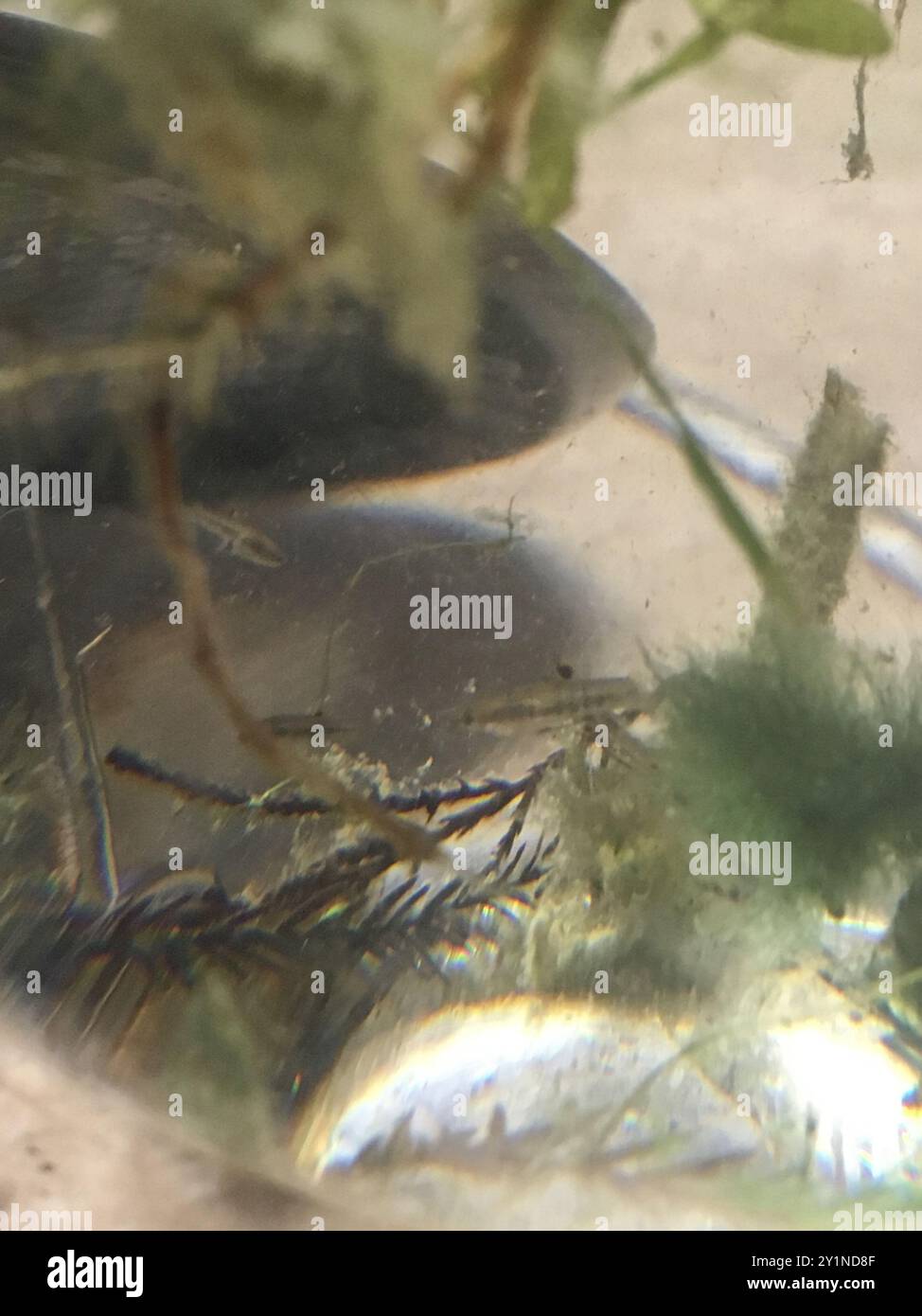 Least Killifish (Heterandria formosa) Actinopterygii Stock Photo - Alamy