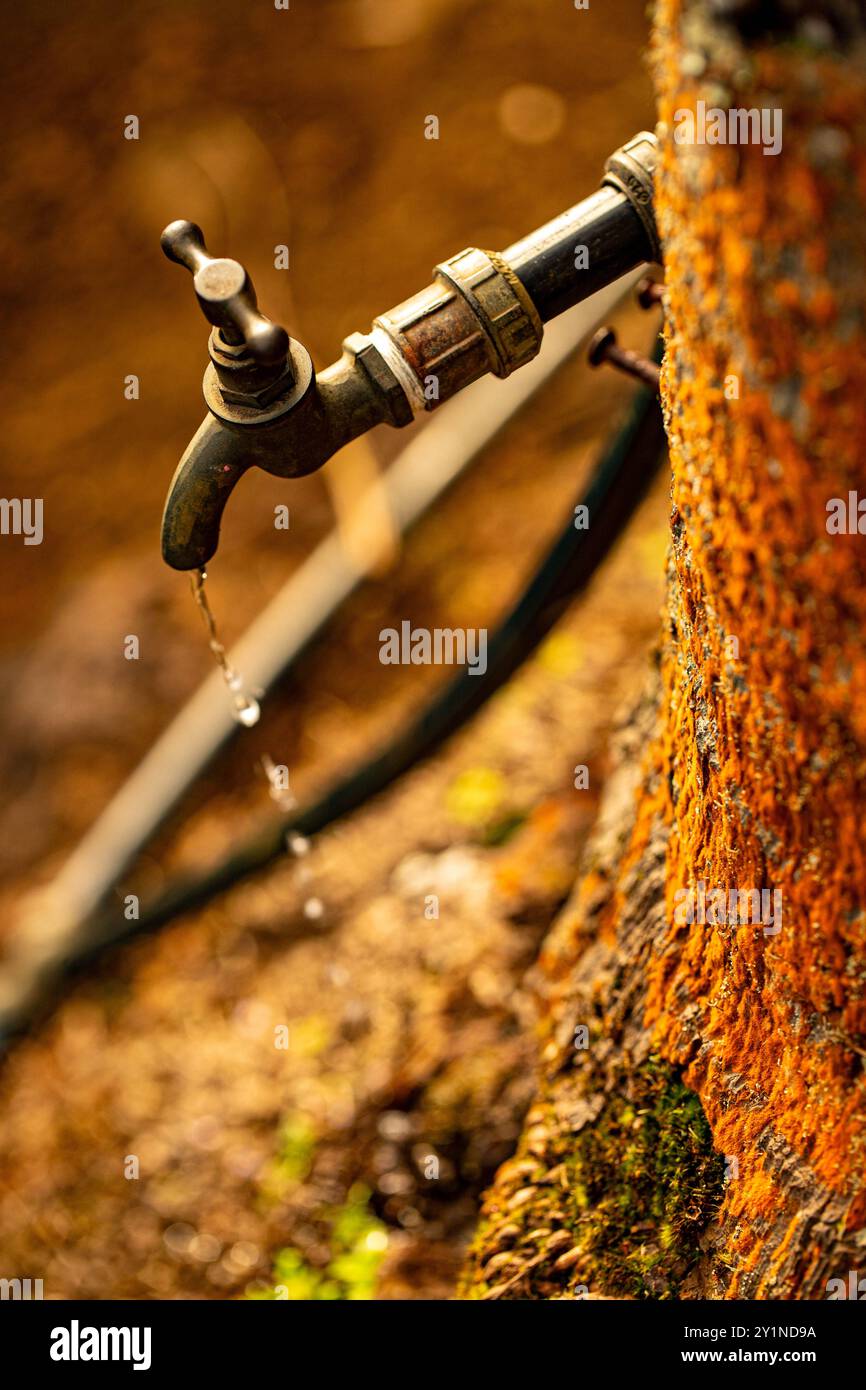 Curepipe Botanic Gardens (or SSR Botanical Garden of Curepipe) in Route ...