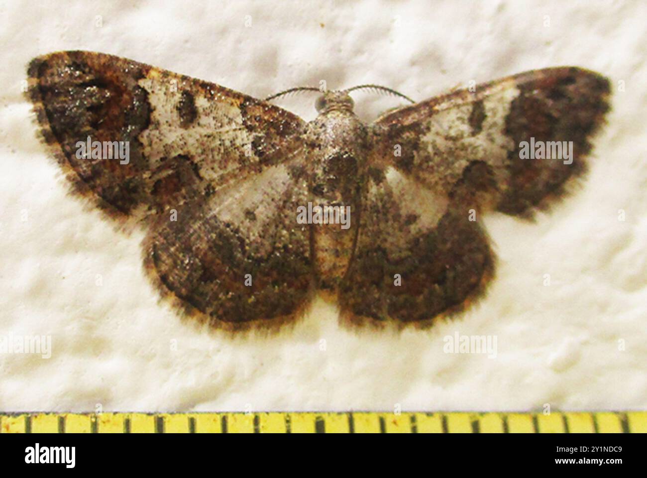 Geometer Moths (Geometridae) Insecta Stock Photo - Alamy