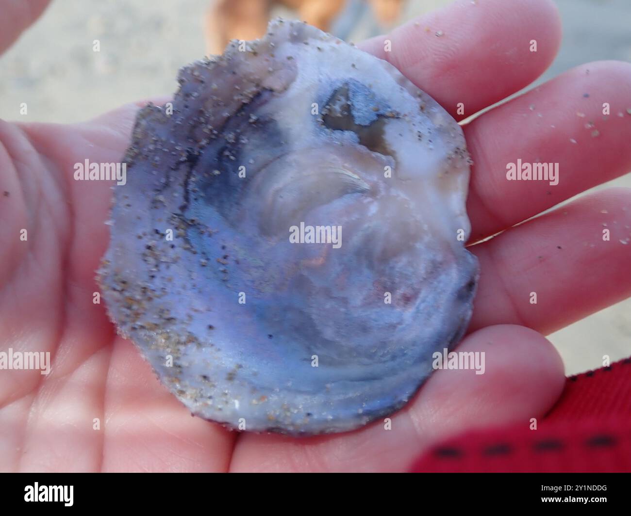 European Flat Oyster (Ostrea edulis) Mollusca Stock Photo - Alamy