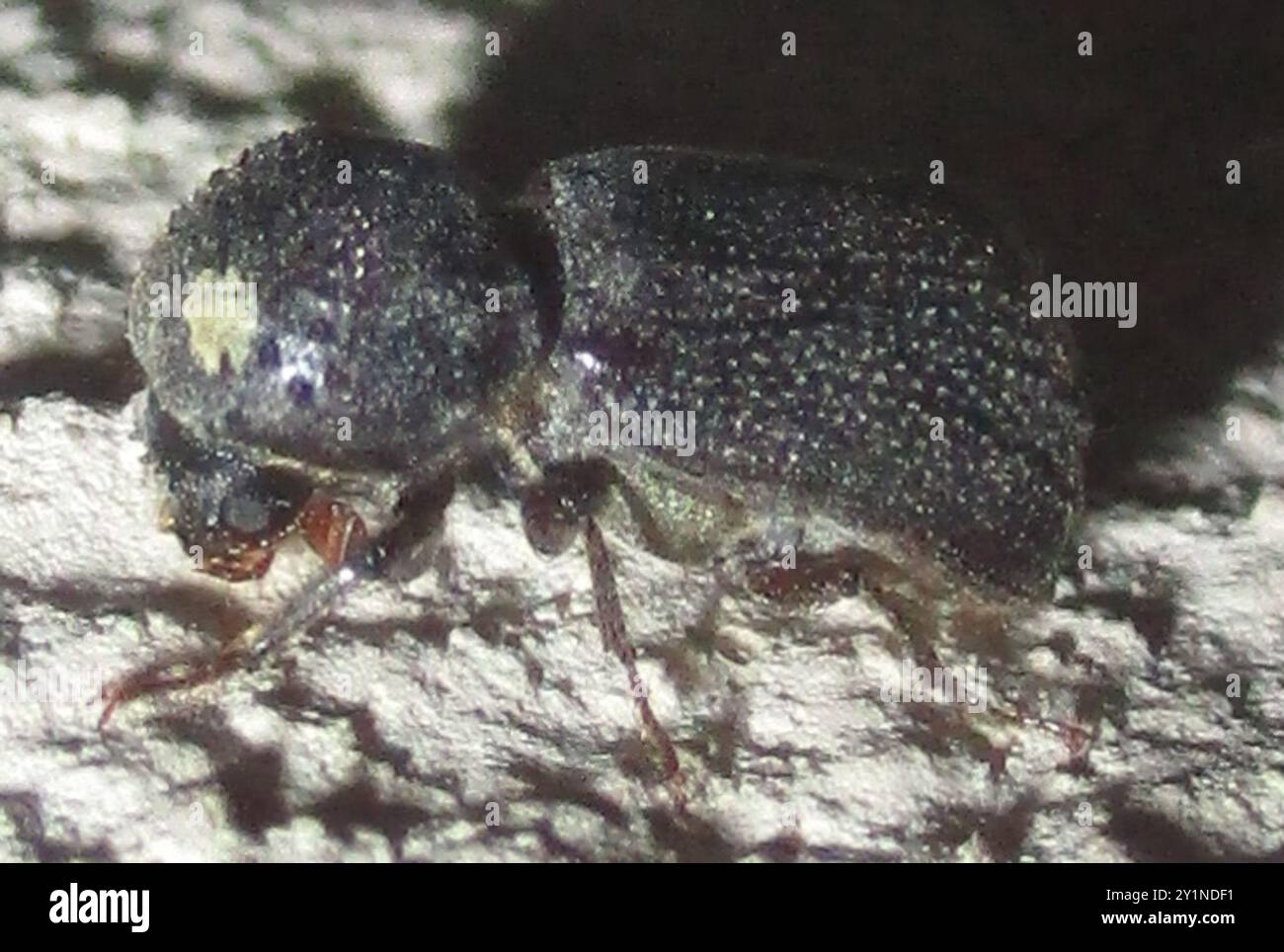 Auger Beetles (Bostrichidae) Insecta Stock Photo - Alamy