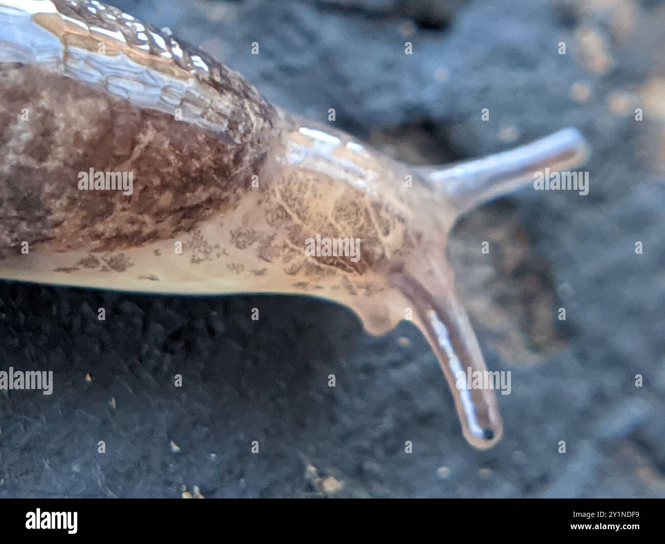 Milky Slug (Deroceras reticulatum) Mollusca Stock Photo - Alamy