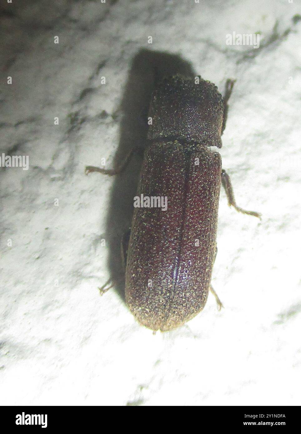 Boxwood Borer (Heterobostrychus brunneus) Insecta Stock Photo - Alamy