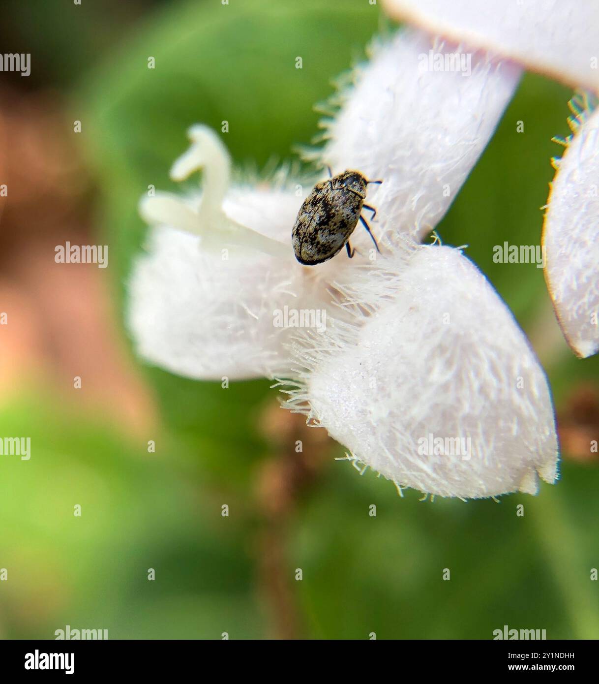 Skin Beetles (Dermestidae) Insecta Stock Photo - Alamy