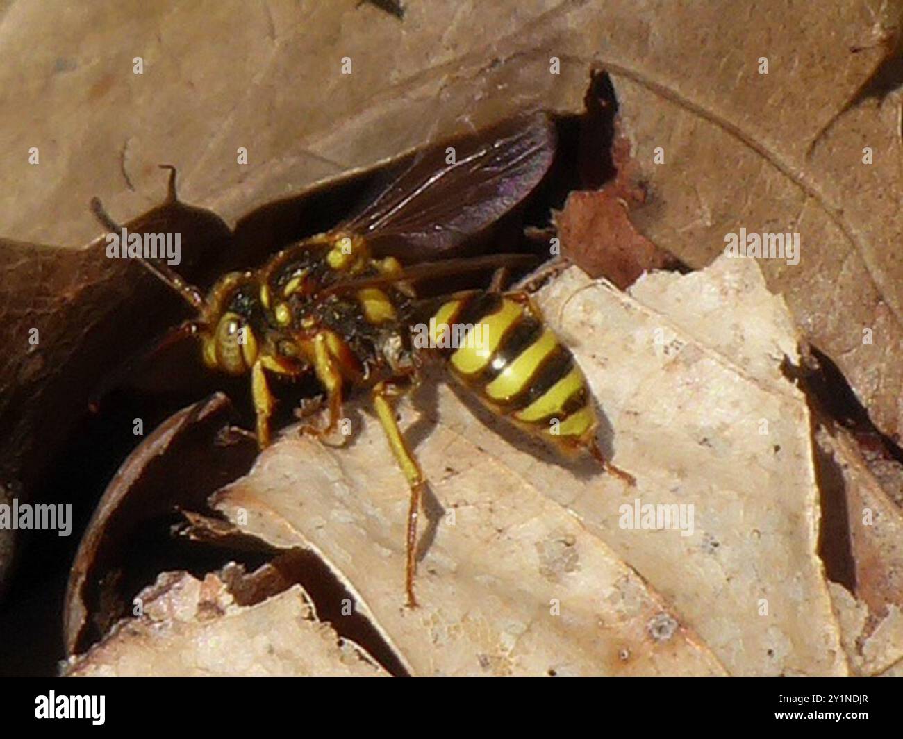 Black-and-yellow Nomad Bee (Nomada luteoloides) Insecta Stock Photo - Alamy