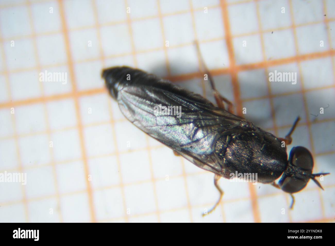 House Windowfly (Scenopinus fenestralis) Insecta Stock Photo - Alamy