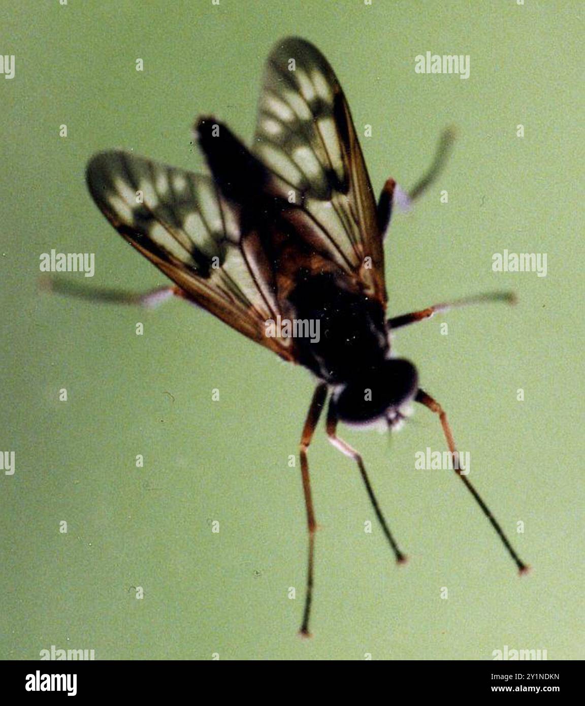 Common Snipe Fly (Rhagio mystaceus) Insecta Stock Photo - Alamy