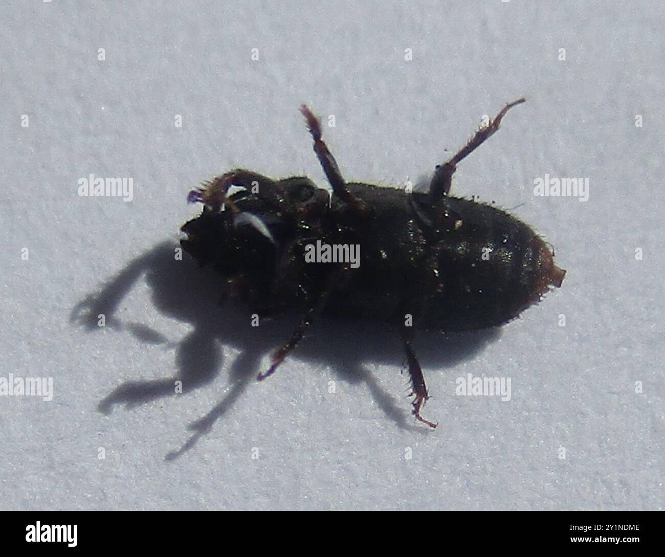 Variegated Mud-loving Beetles (Heteroceridae) Insecta Stock Photo - Alamy