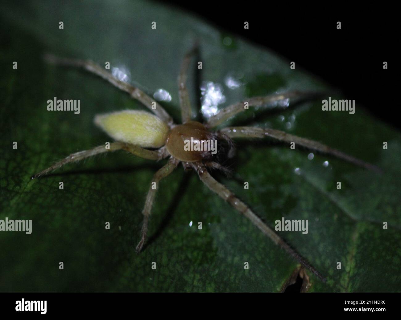 Ghost Spiders (Anyphaenidae) Arachnida Stock Photo - Alamy