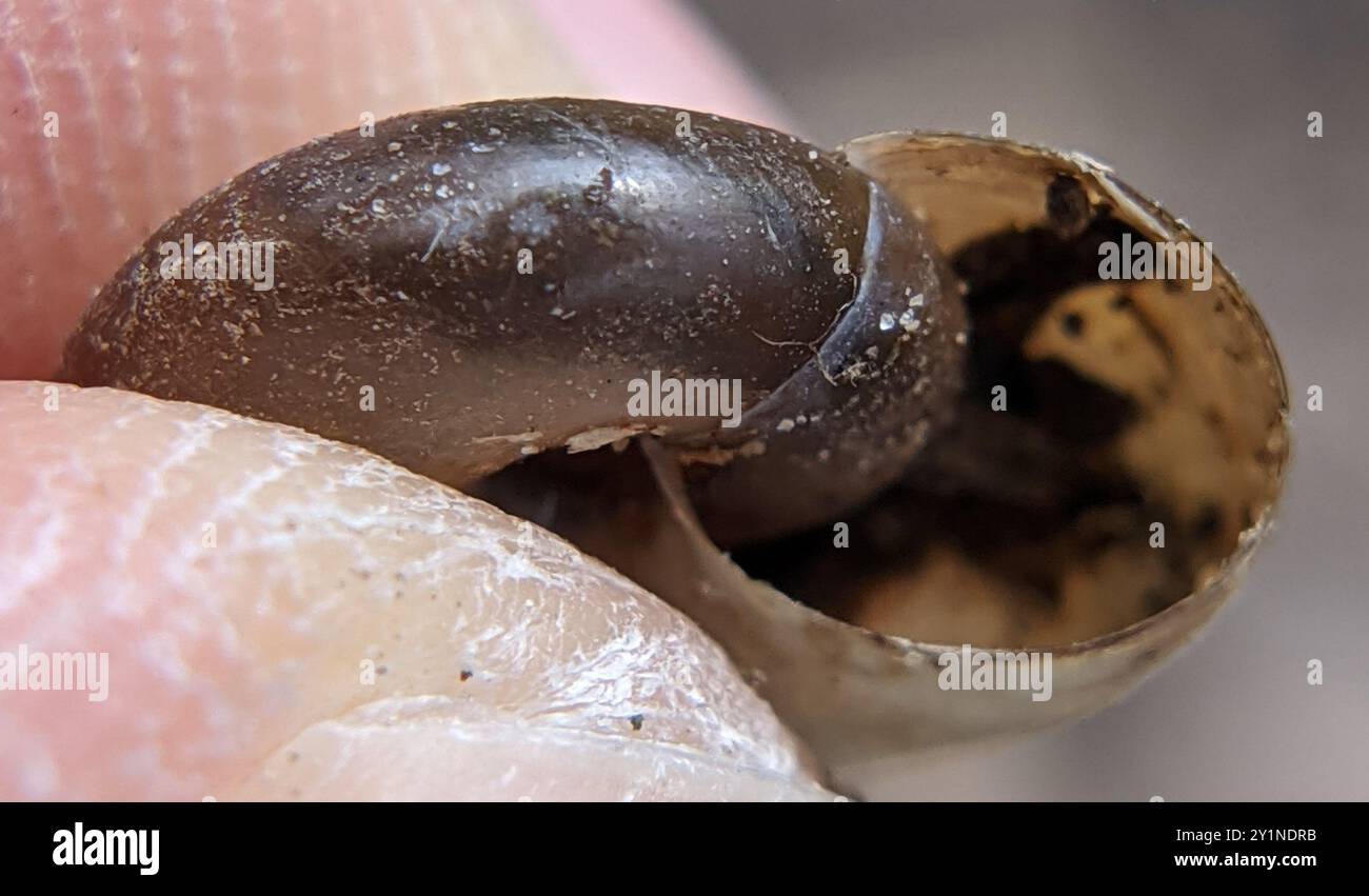 Common Land Snails and Slugs (Stylommatophora) Mollusca Stock Photo - Alamy