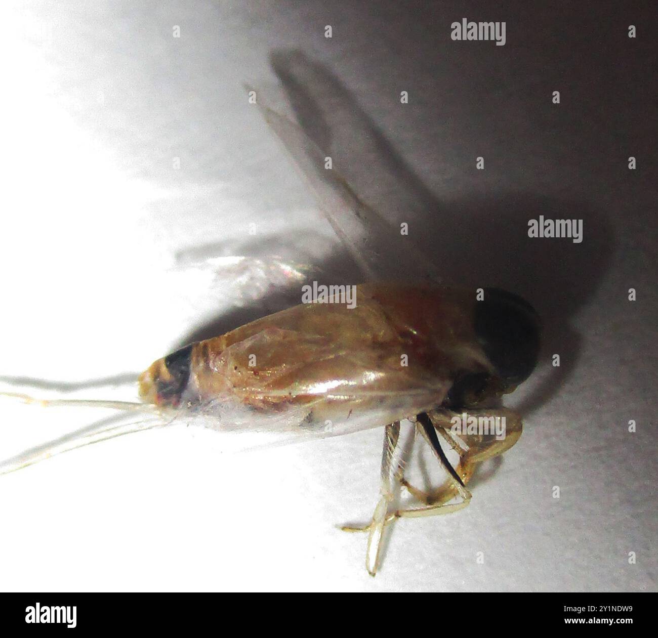 Common Backswimmers (Anisops) Insecta Stock Photo - Alamy