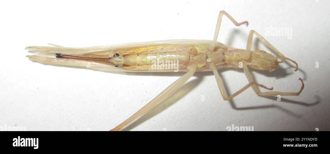 Common Tree Crickets (Oecanthus) Insecta Stock Photo - Alamy