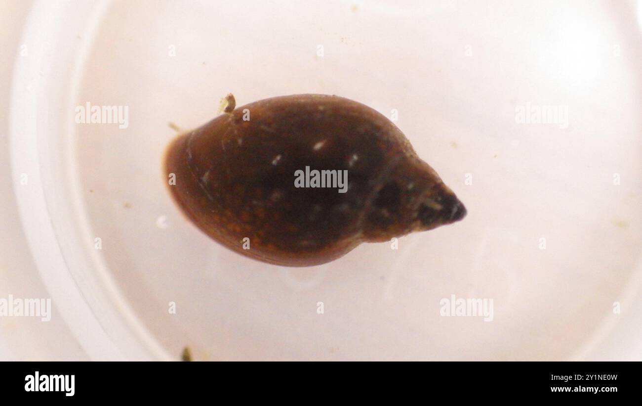 Bladder Snails (Physidae) Mollusca Stock Photo - Alamy