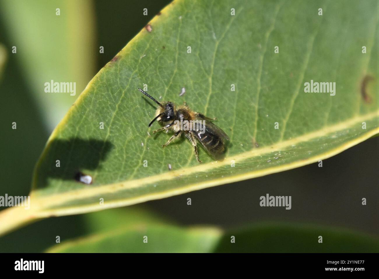 Mining Bees (Andrena) Insecta Stock Photo - Alamy