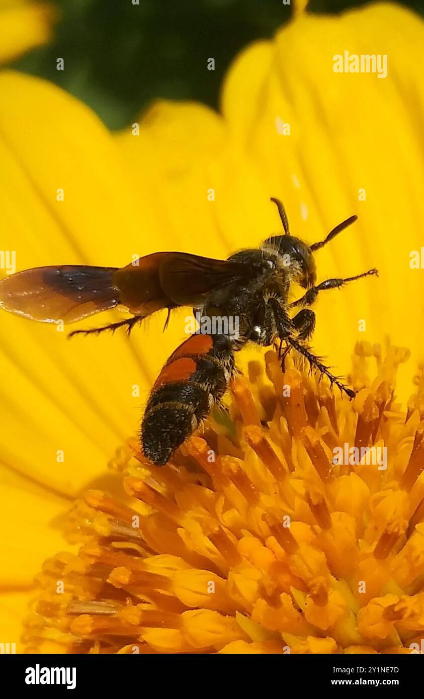 Caribbean scoliid wasp (Dielis dorsata) Insecta Stock Photo - Alamy