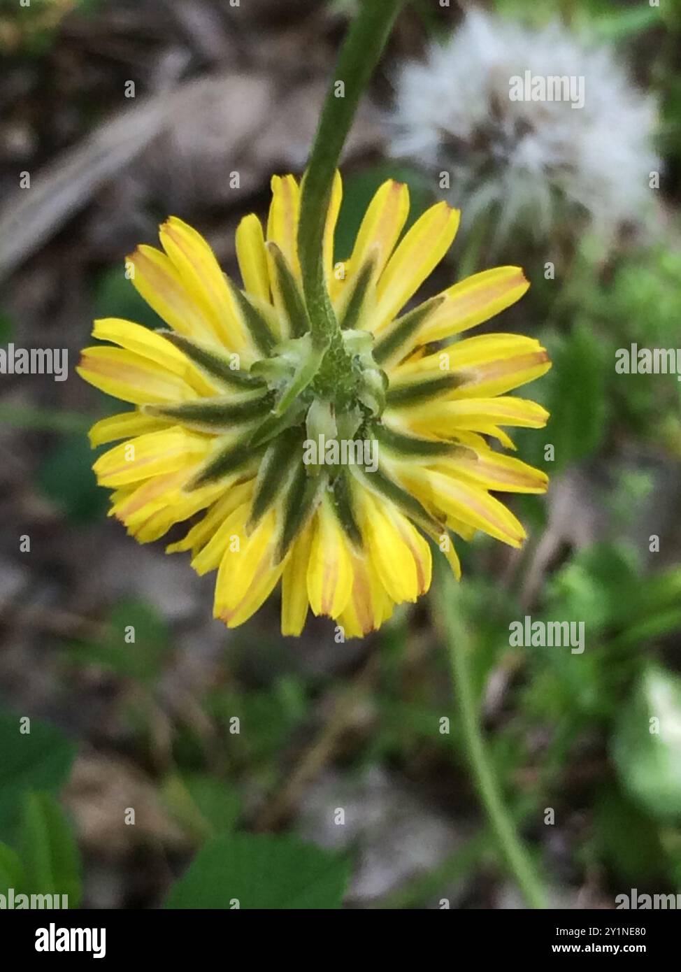 Beaked Hawksbeard (Crepis vesicaria) Plantae Stock Photo - Alamy