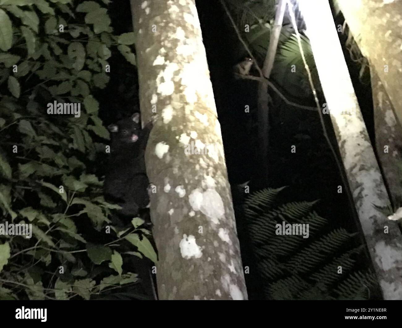 Short-eared Brush-tailed Possum (Trichosurus caninus) Mammalia Stock ...