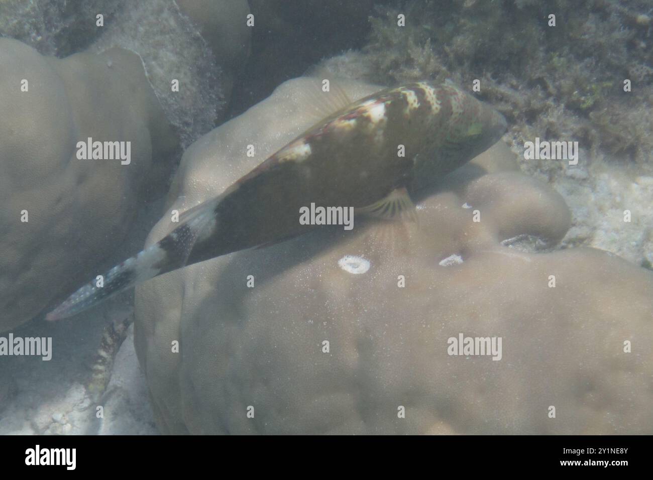 Floral Maori Wrasse (Cheilinus chlorourus) Actinopterygii Stock Photo ...
