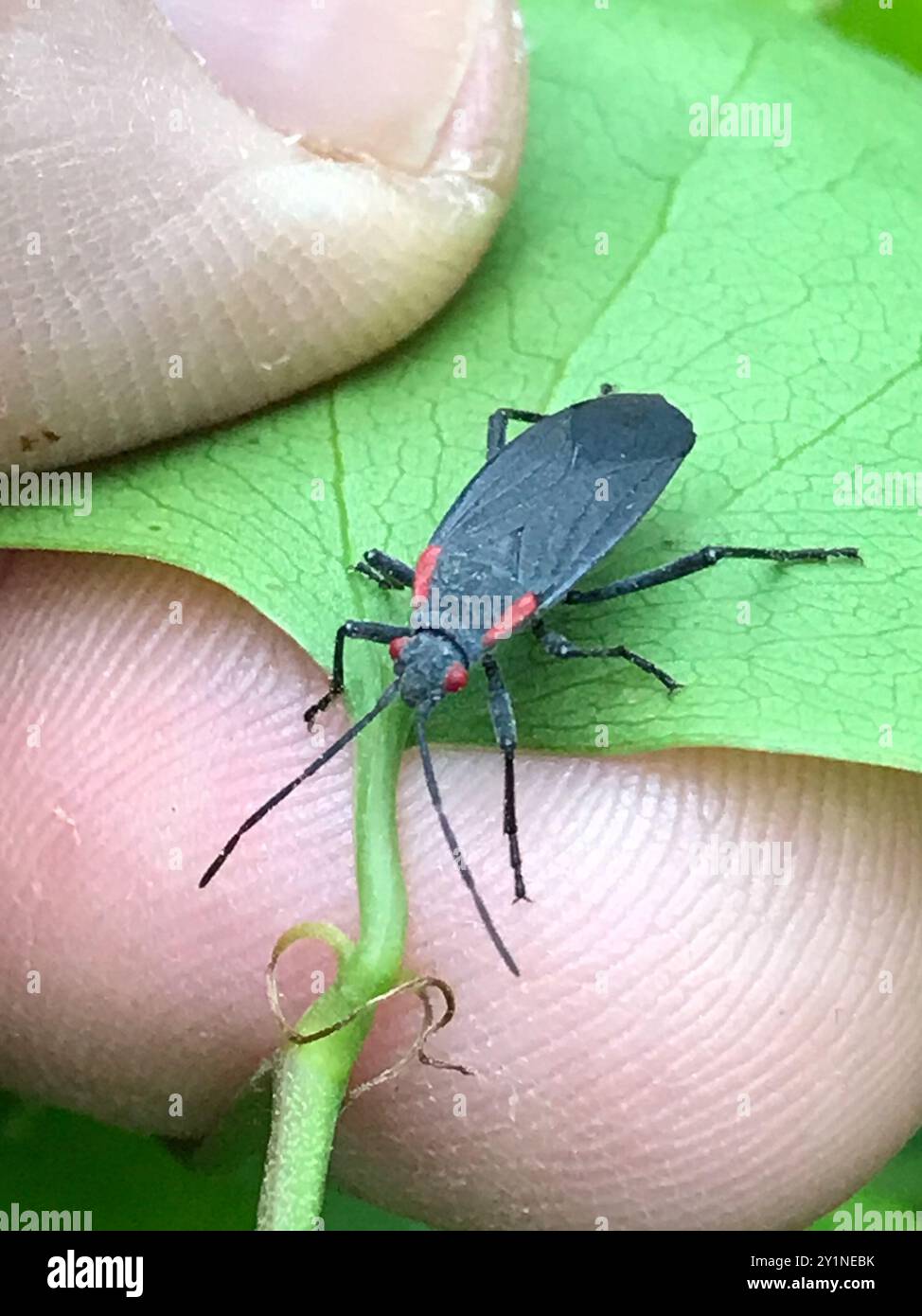 Red-shouldered Bug (Jadera haematoloma) Insecta Stock Photo - Alamy