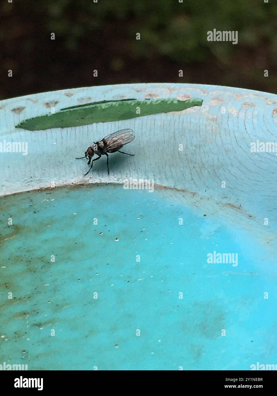 Flies (Diptera) Insecta Stock Photo - Alamy