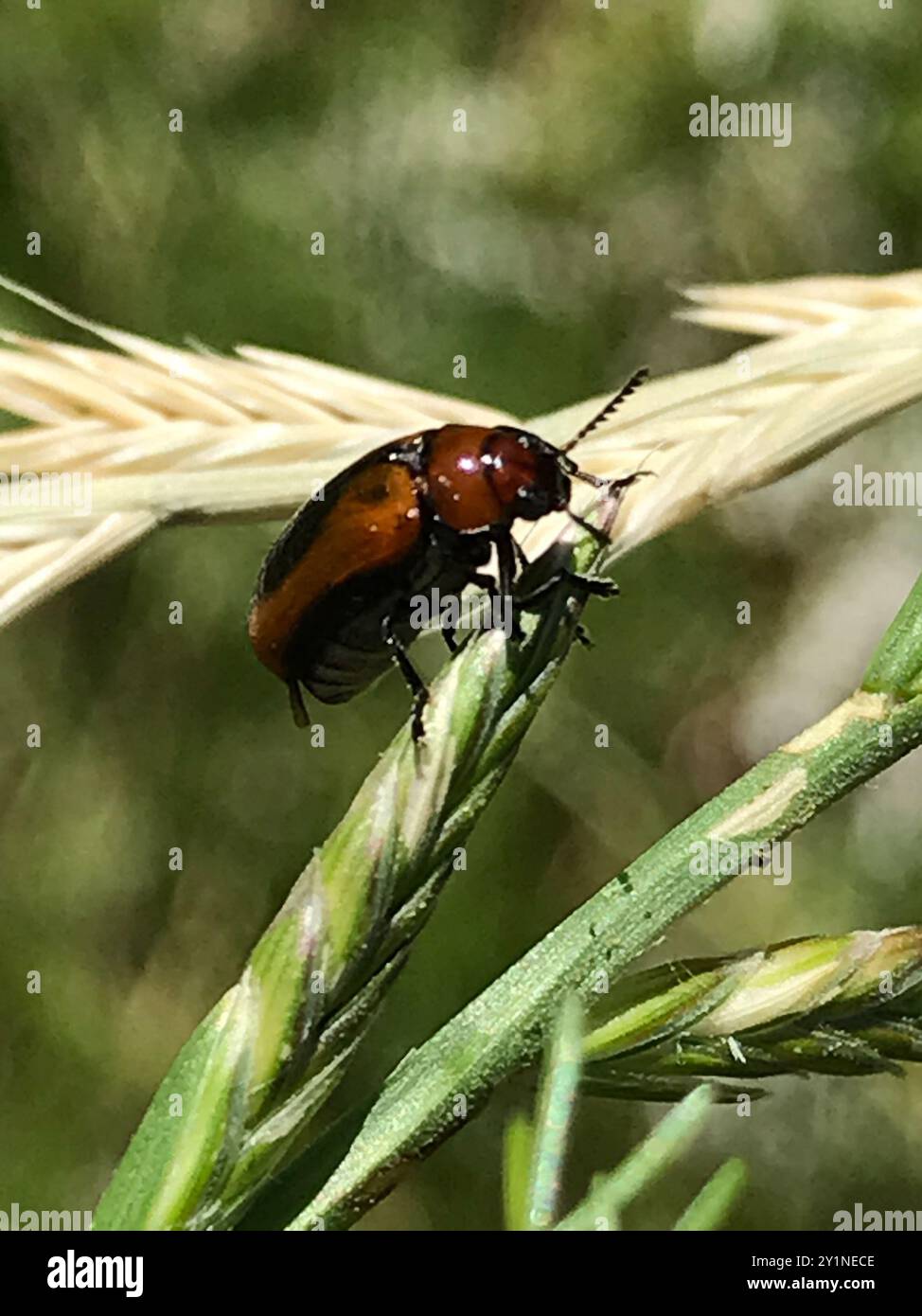 Clay-colored Leaf Beetle (Anomoea laticlavia) Insecta Stock Photo - Alamy