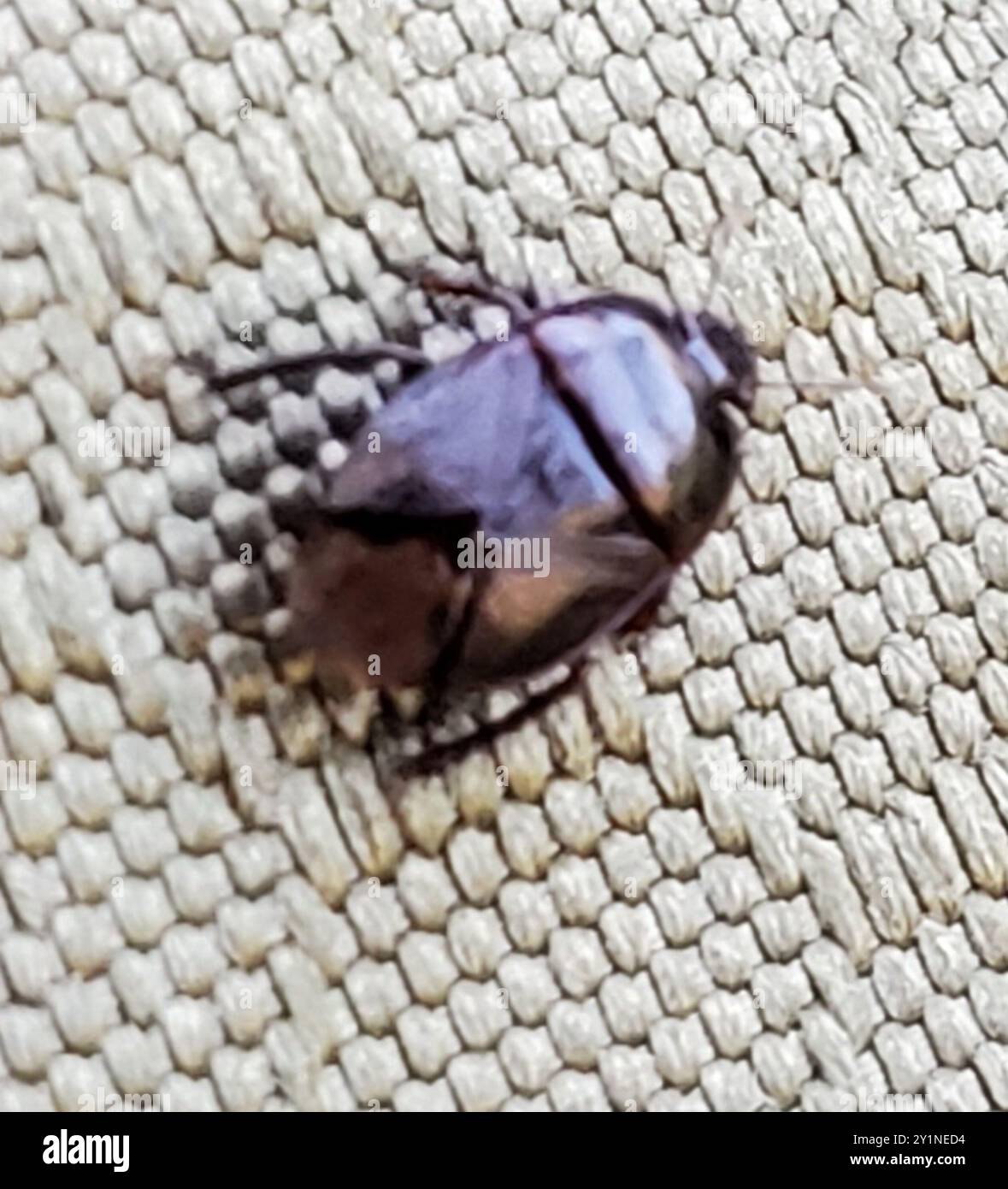 Two-lined Burrowing Bug (Pangaeus bilineatus) Insecta Stock Photo - Alamy