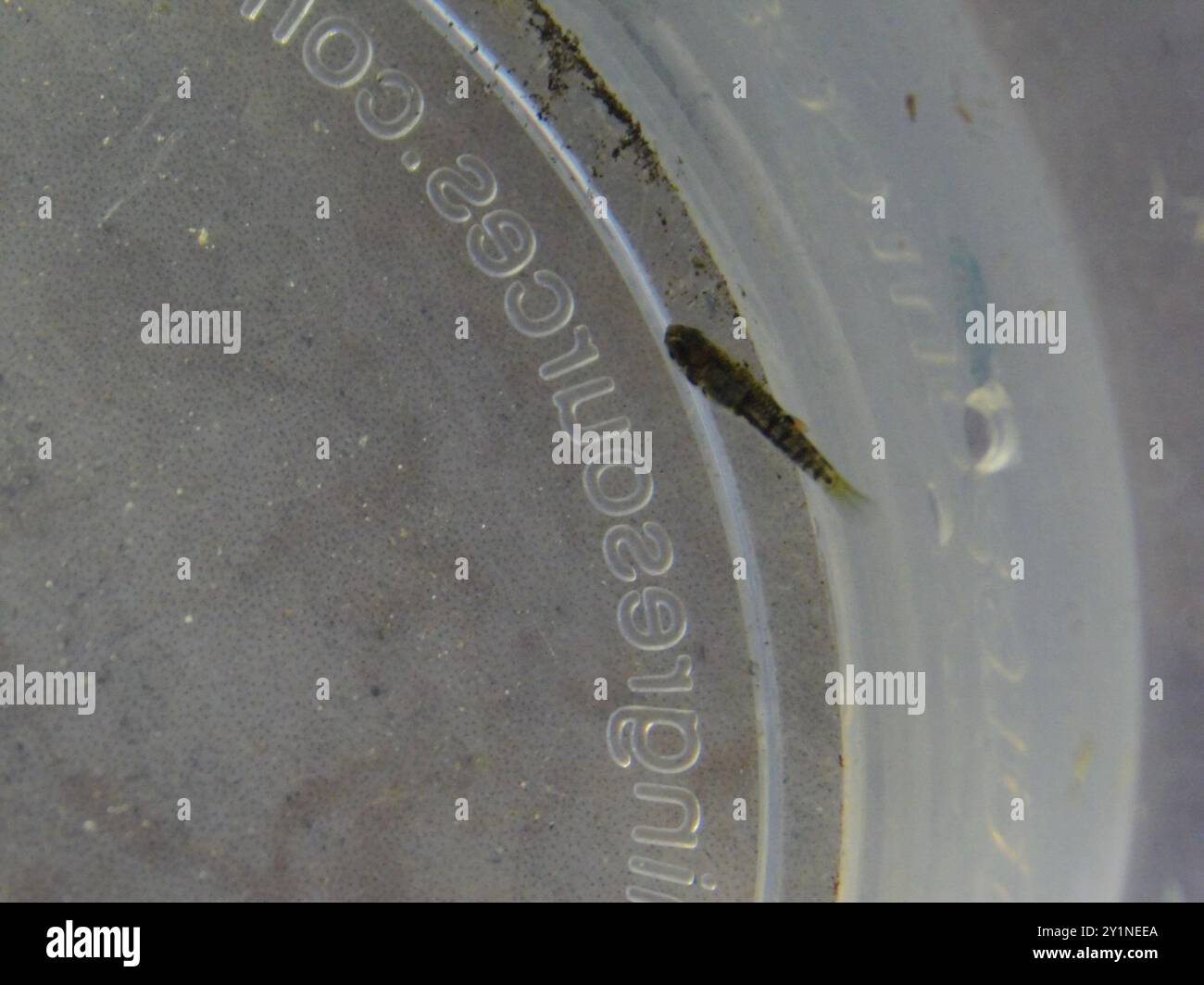 Least Killifish (Heterandria formosa) Actinopterygii Stock Photo - Alamy