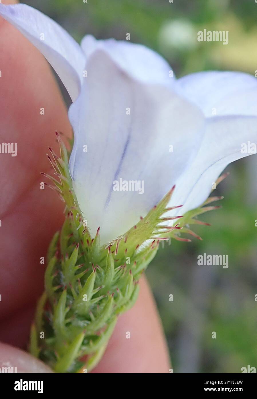 Blackrim Bell (Roella incurva) Plantae Stock Photo - Alamy
