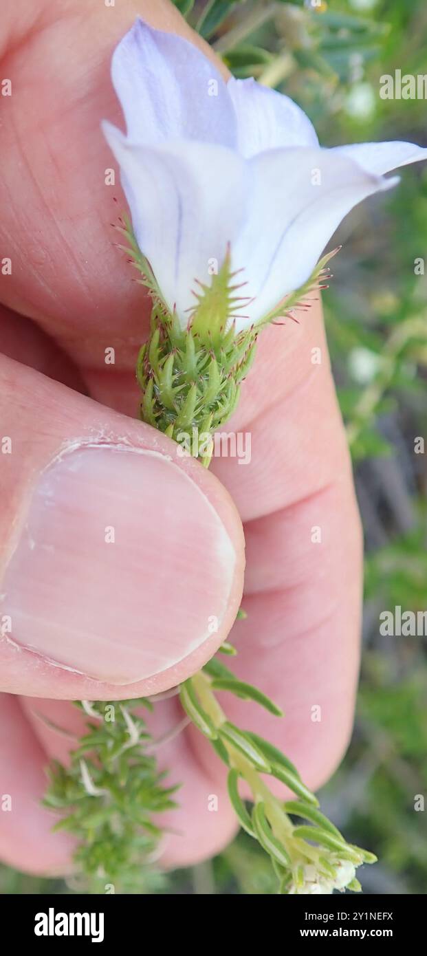 Blackrim hi-res stock photography and images - Alamy