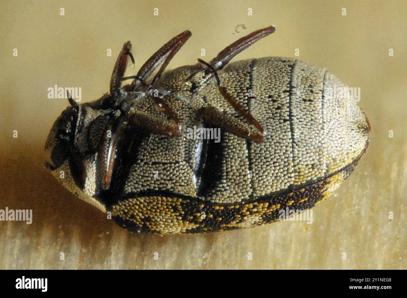 Museum Beetle (Anthrenus museorum) Insecta Stock Photo - Alamy