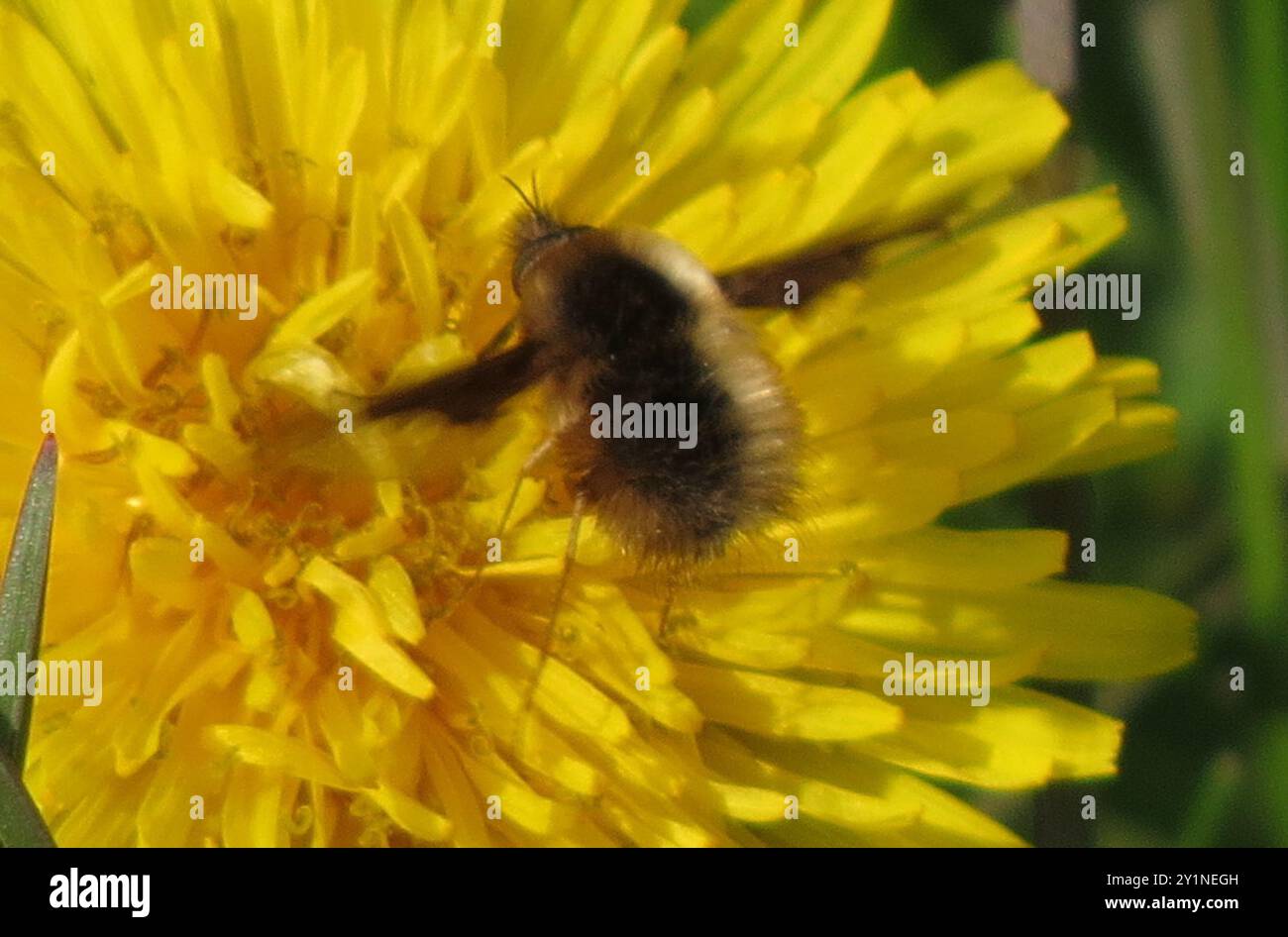 Greater Bee Fly (Bombylius major) Insecta Stock Photo - Alamy