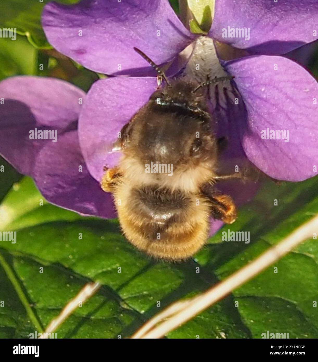 Common Digger Bees (Anthophora) Insecta Stock Photo - Alamy