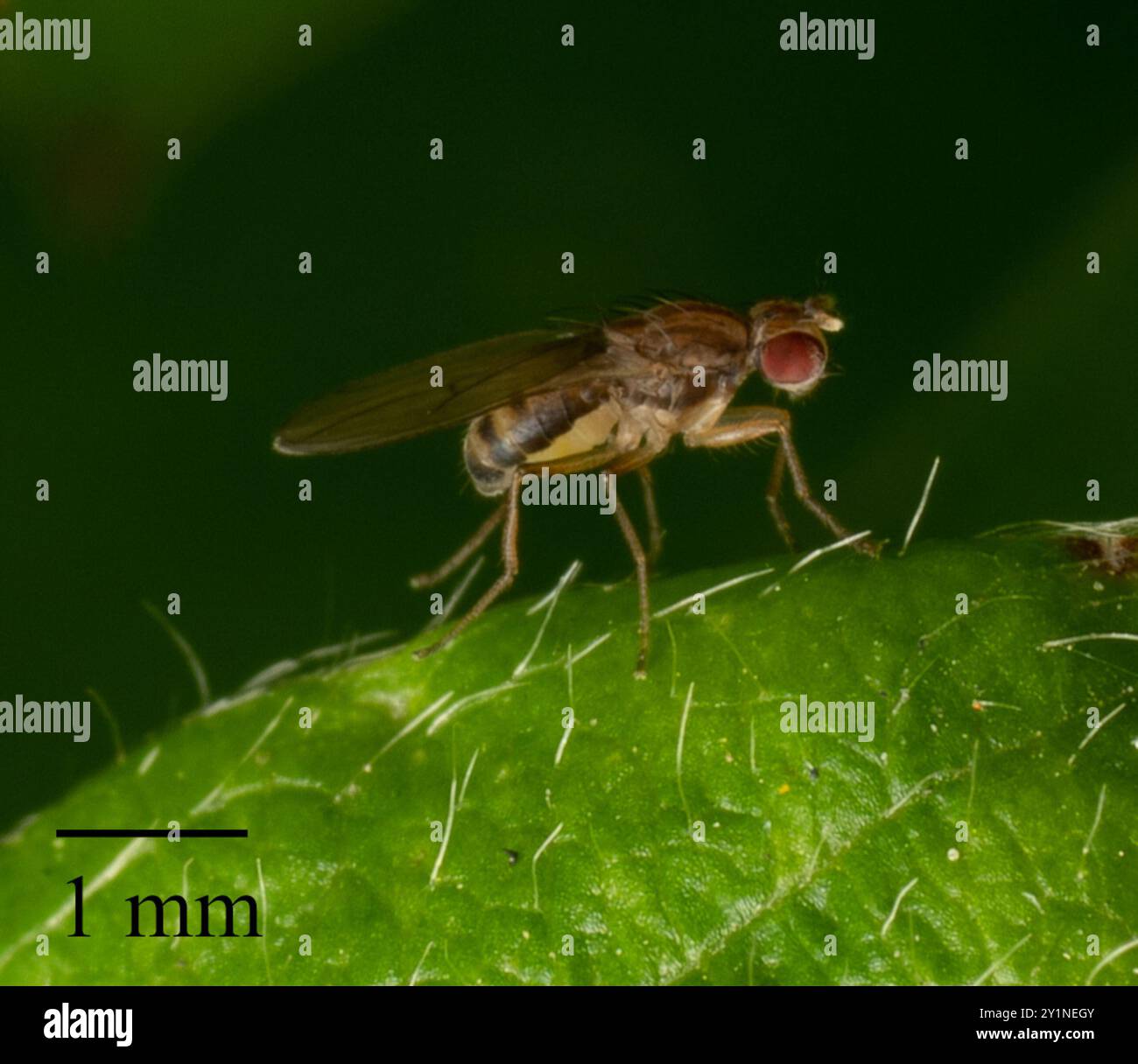 (Scaptomyza paravittata) Insecta Stock Photo - Alamy