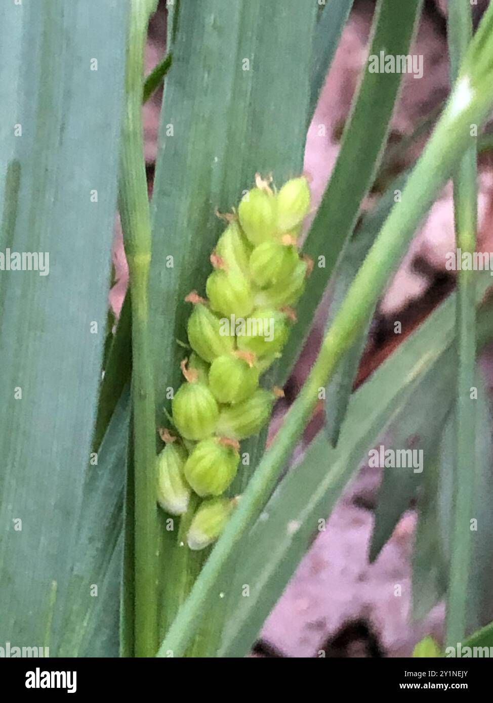 Blue Sedge (Carex glaucodea) Plantae Stock Photo - Alamy
