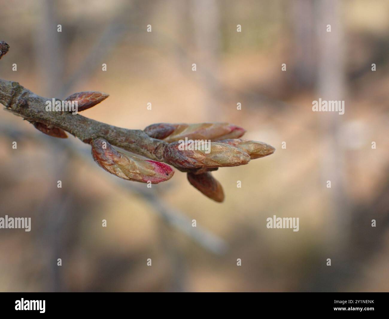 bluejack oak (Quercus incana) Plantae Stock Photo - Alamy