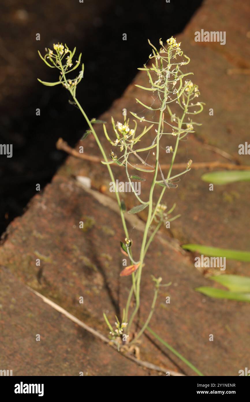 mouse-ear cress (Arabidopsis thaliana) Plantae Stock Photo - Alamy