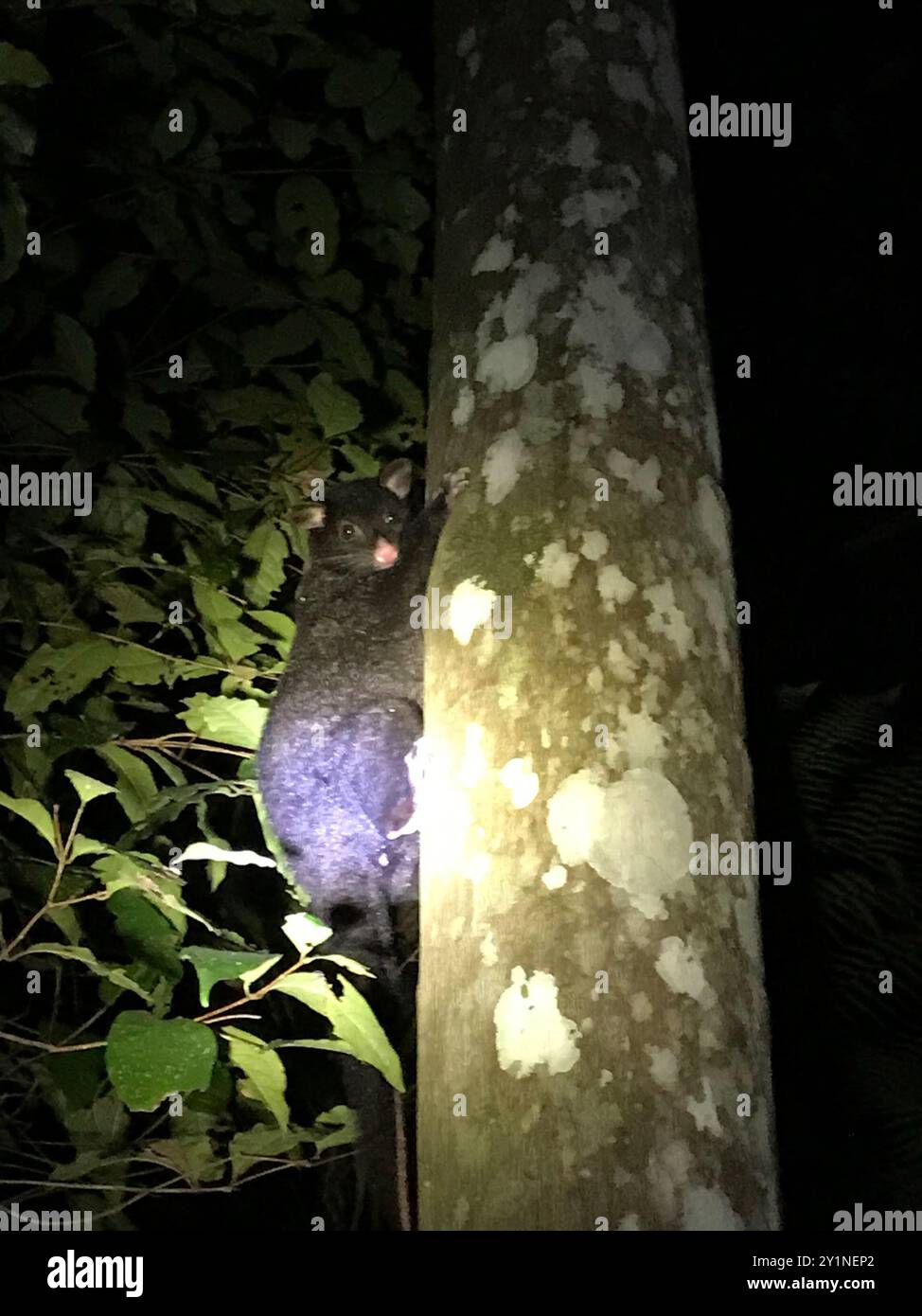 Short-eared Brush-tailed Possum (Trichosurus caninus) Mammalia Stock ...