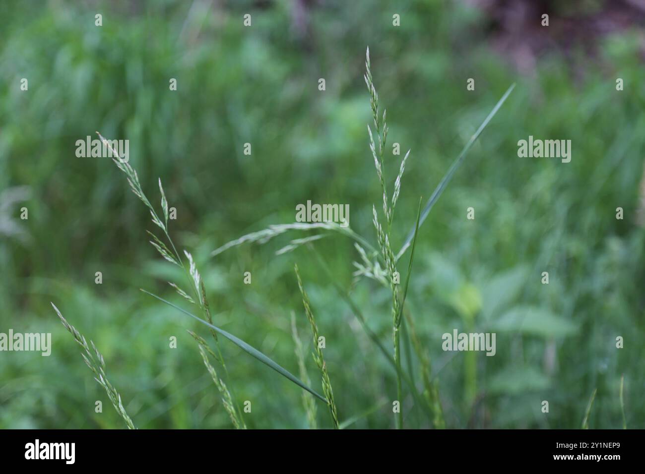 tall fescue (Lolium arundinaceum) Plantae Stock Photo - Alamy