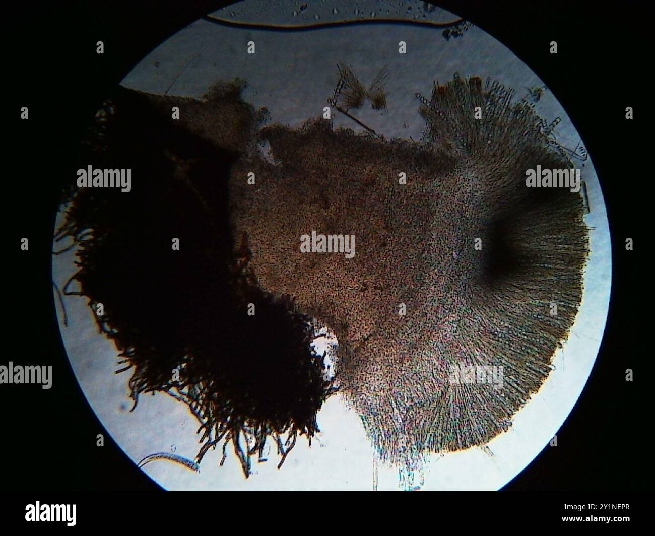 ebony cup (Pseudoplectania nigrella) Fungi Stock Photo - Alamy