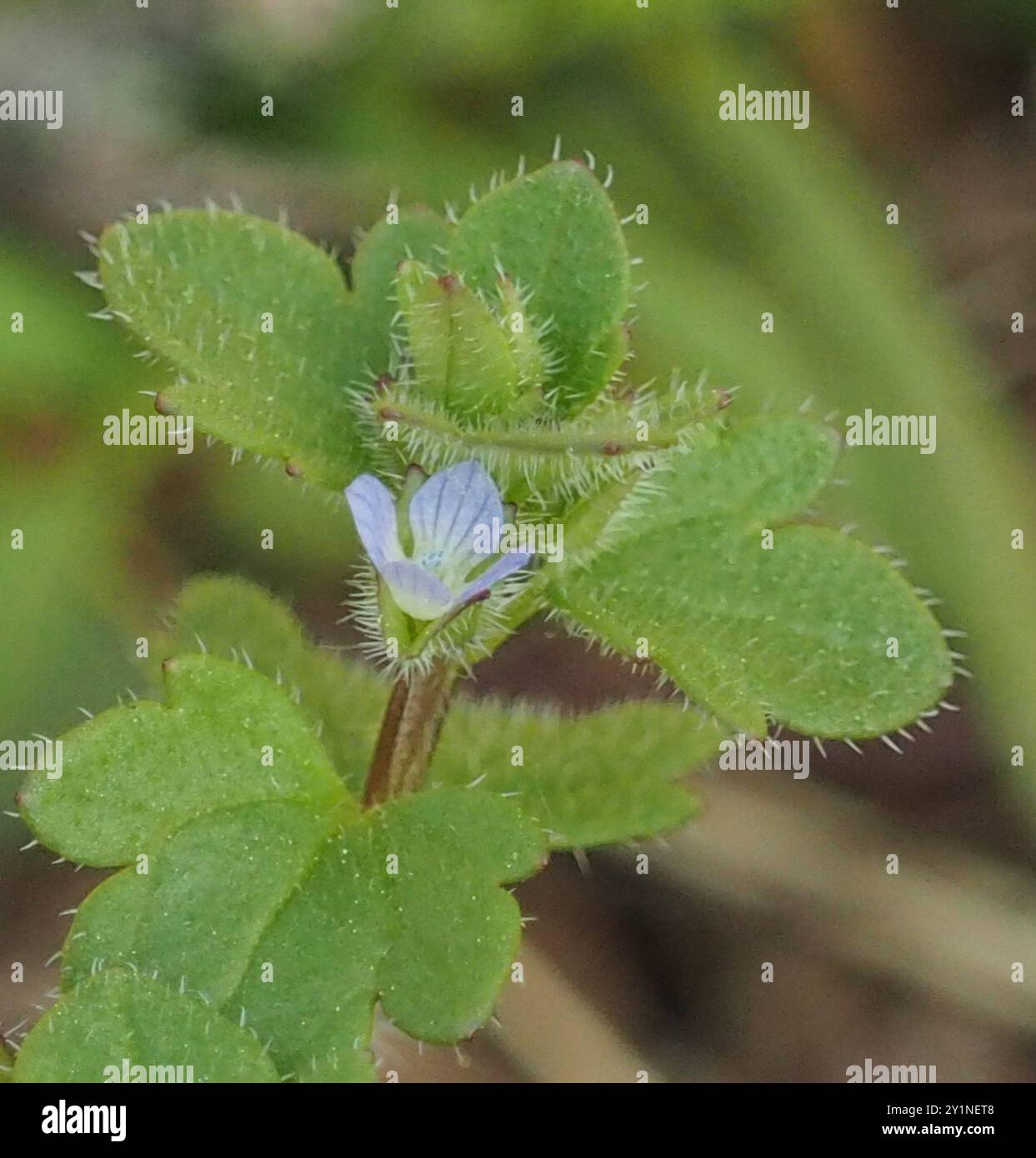 Ivy-leaved Speedwell (Veronica hederifolia) Plantae Stock Photo - Alamy