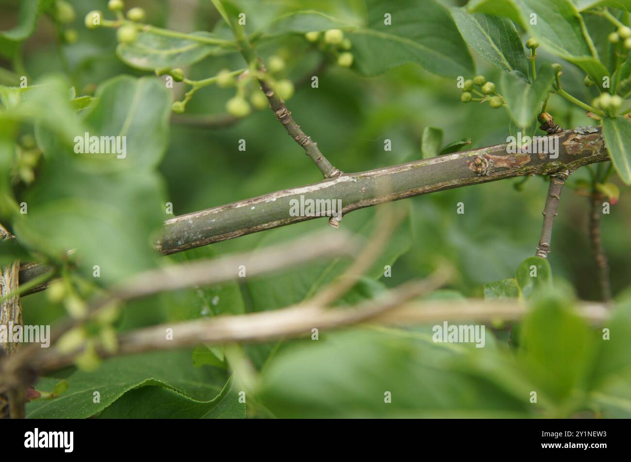 Spindle (Euonymus europaeus) Plantae Stock Photo - Alamy