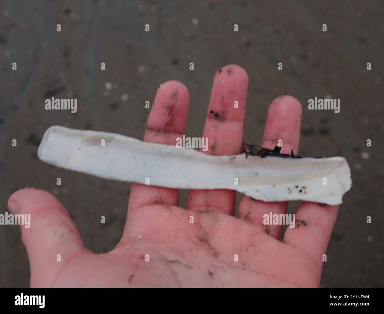 Atlantic Jackknife (Ensis leei) Mollusca Stock Photo - Alamy