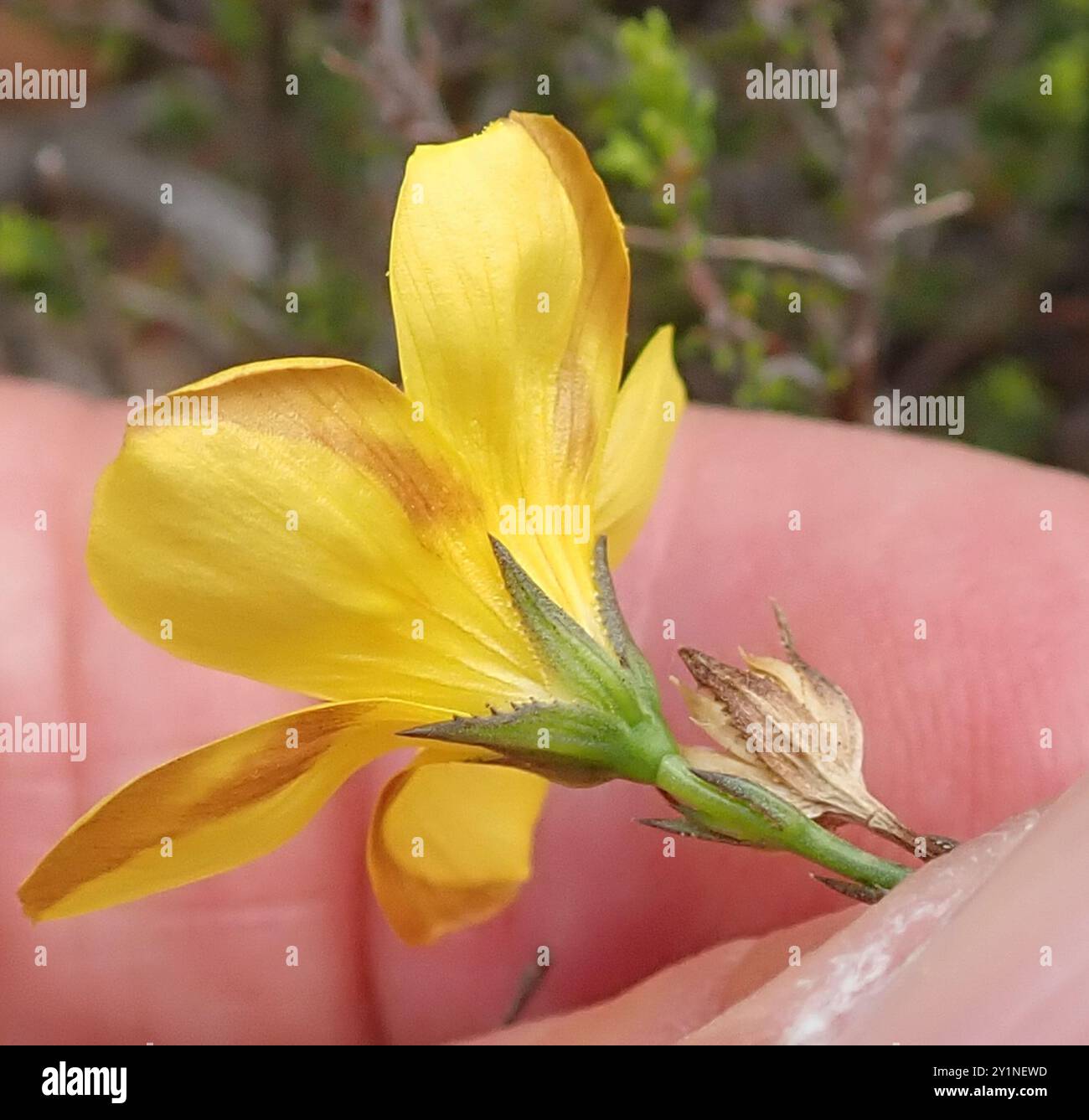 Half-mast Flax (Linum africanum) Plantae Stock Photo - Alamy