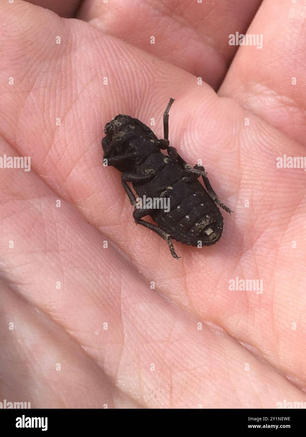 Diabolical ironclad beetle hi-res stock photography and images - Alamy