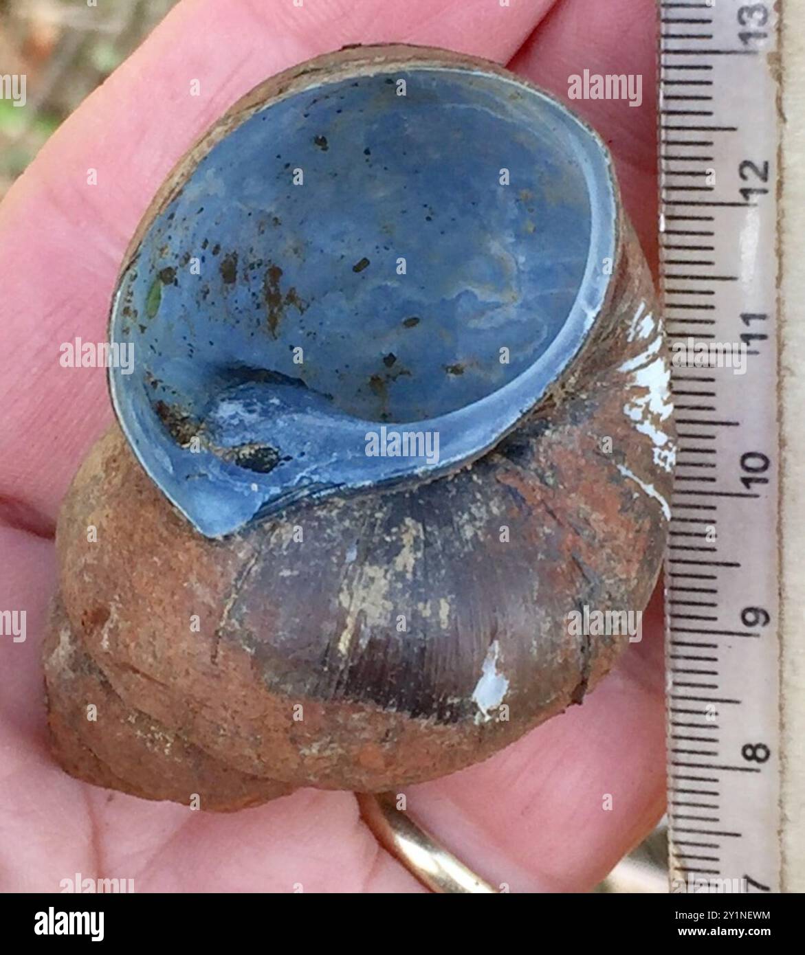 Chinese Mystery Snail (Cipangopaludina chinensis) Mollusca Stock Photo ...