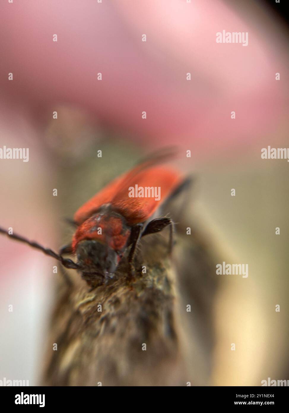Welsh Oak Longhorn Beetle (Pyrrhidium sanguineum) Insecta Stock Photo ...