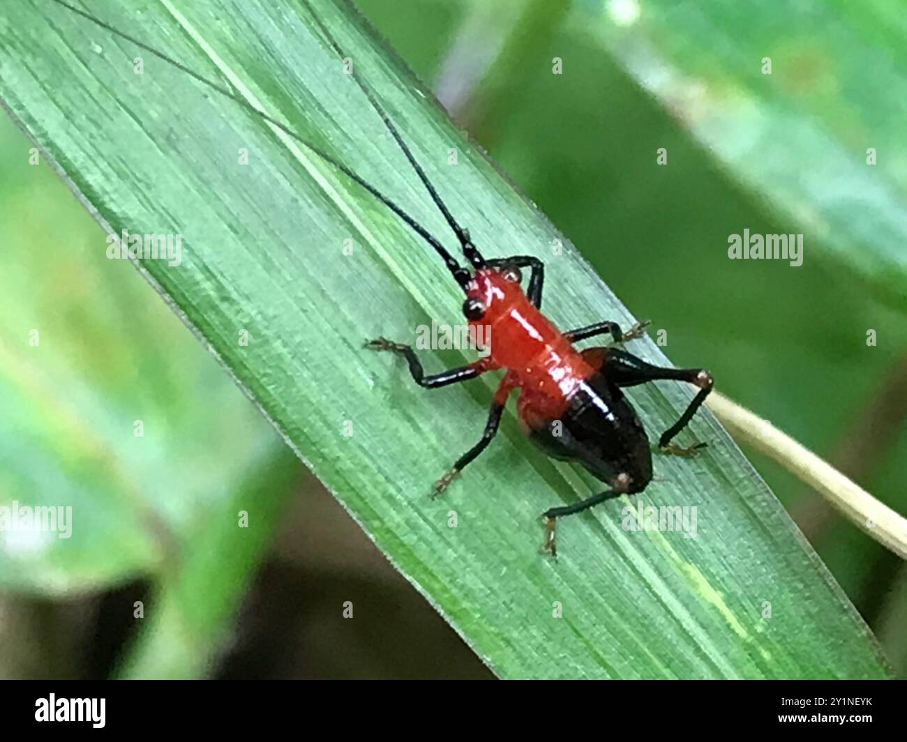 Black-kneed Meadow Katydid (Conocephalus melaenus) Insecta Stock Photo ...