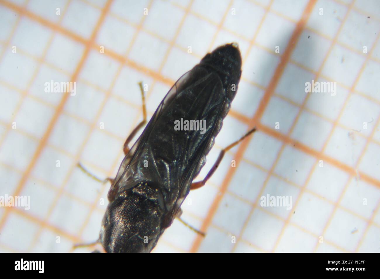 House Windowfly (Scenopinus fenestralis) Insecta Stock Photo - Alamy
