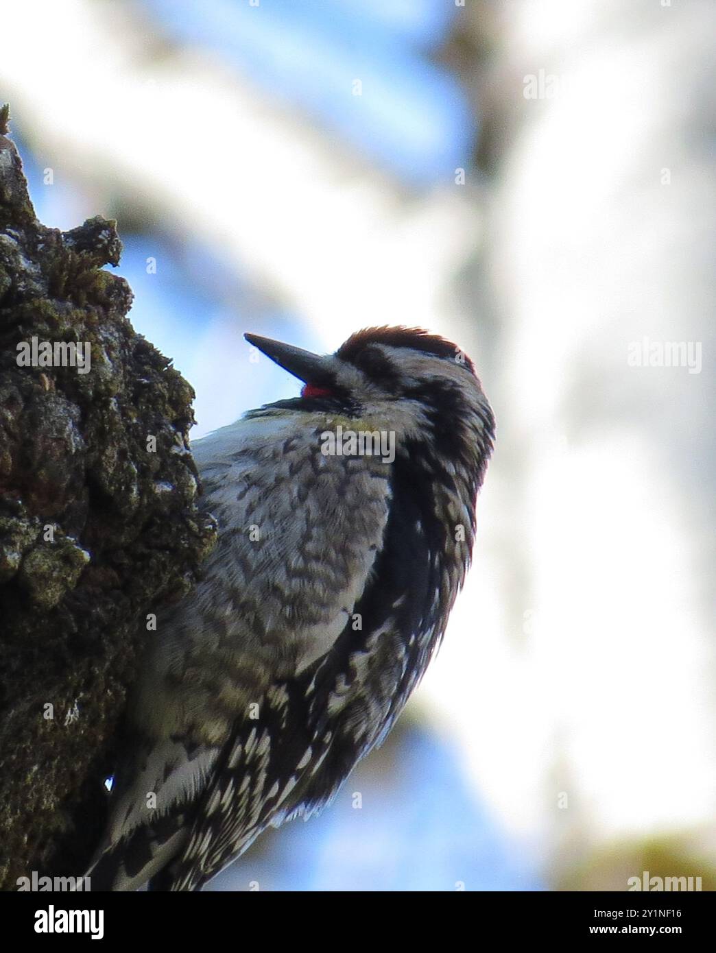 Yellow-bellied Sapsucker (Sphyrapicus varius) Aves Stock Photo - Alamy
